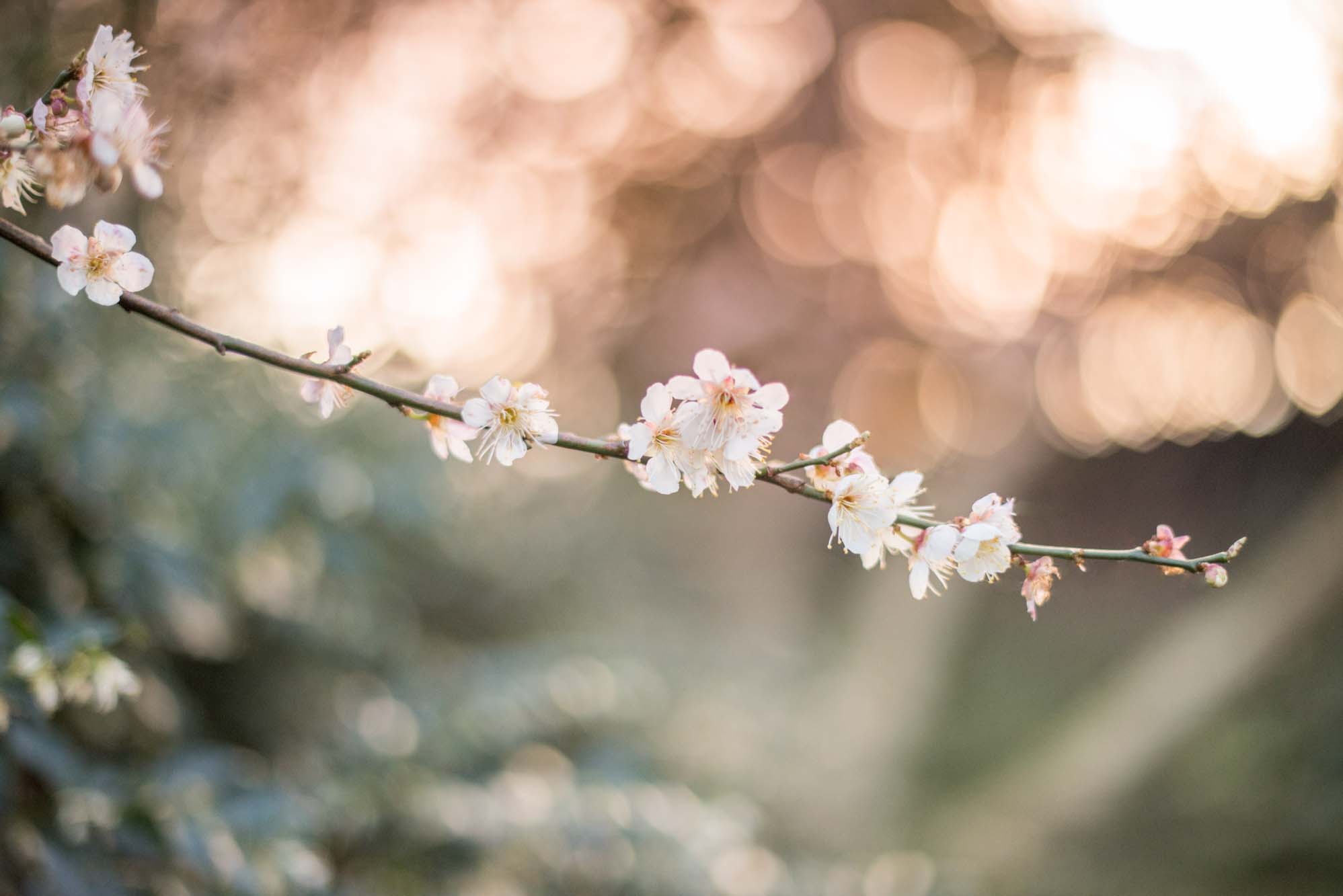 Spring Flower Photography Competition - Chelsea Physic Garden