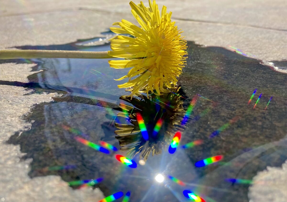 Spring Flower Photography Competition - Chelsea Physic Garden