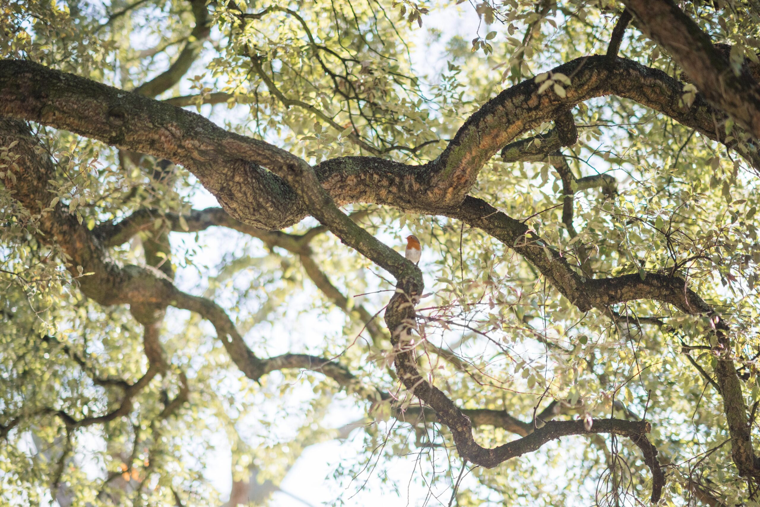 Summer Tree Identification Day Course - Chelsea Physic Garden
