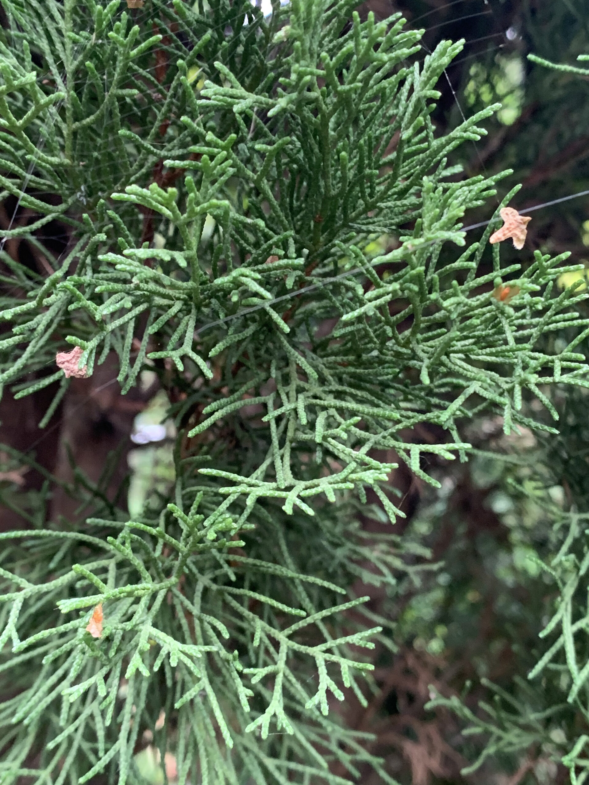 Cupressus sempervirens - Chelsea Physic Garden