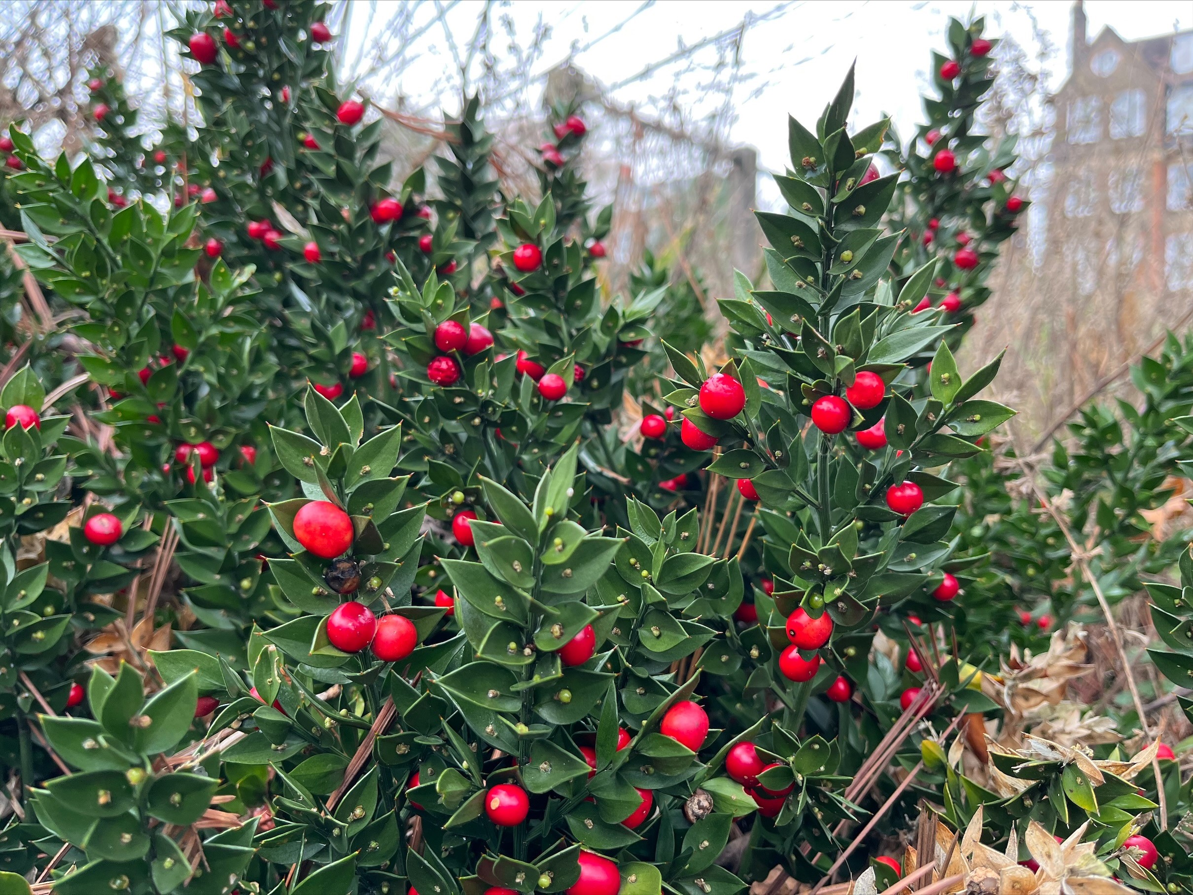 Ruscus aculeatus - Chelsea Physic Garden