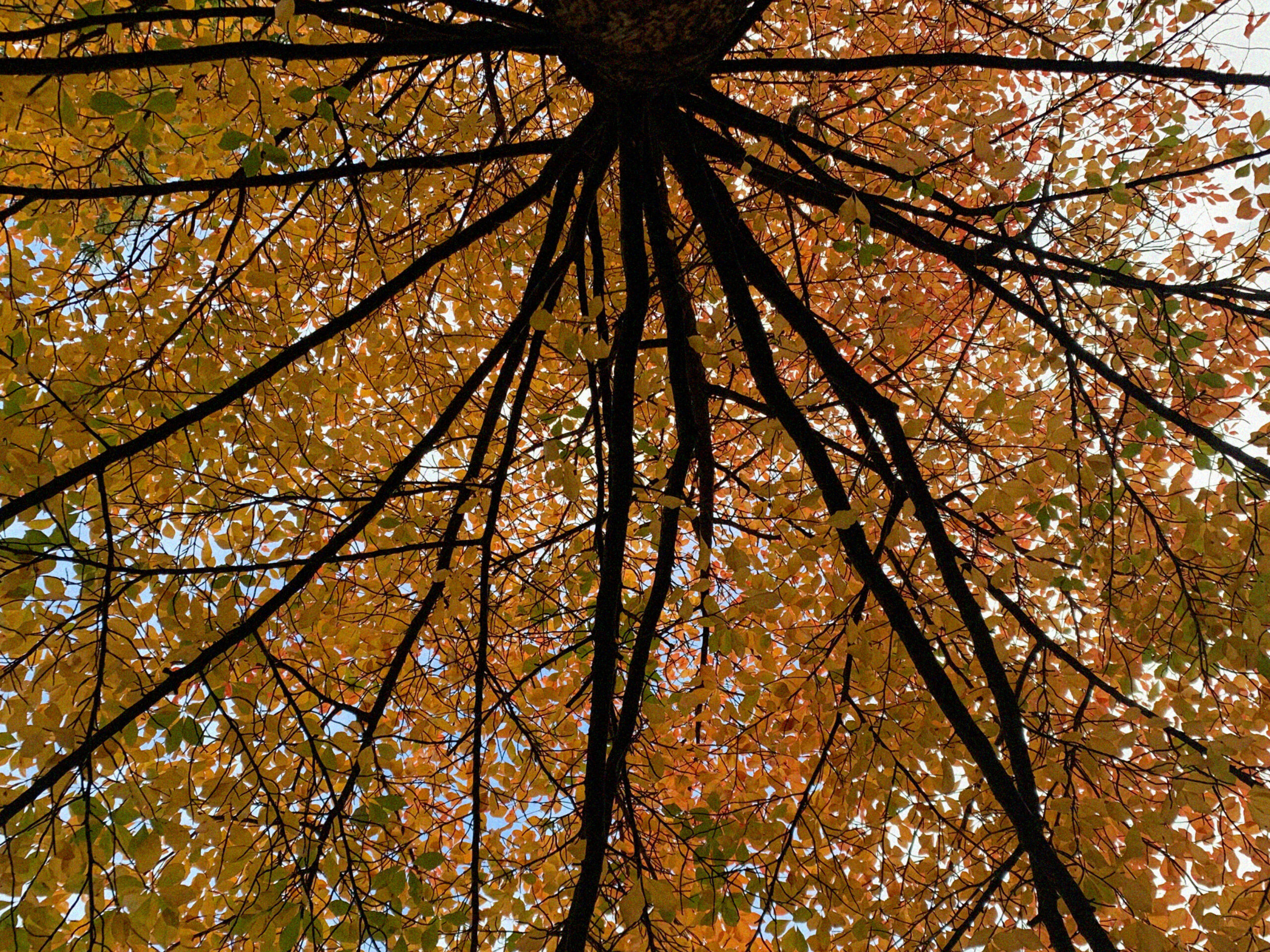If a tree falls, does it hear sound? Writing Workshop - Chelsea Physic ...
