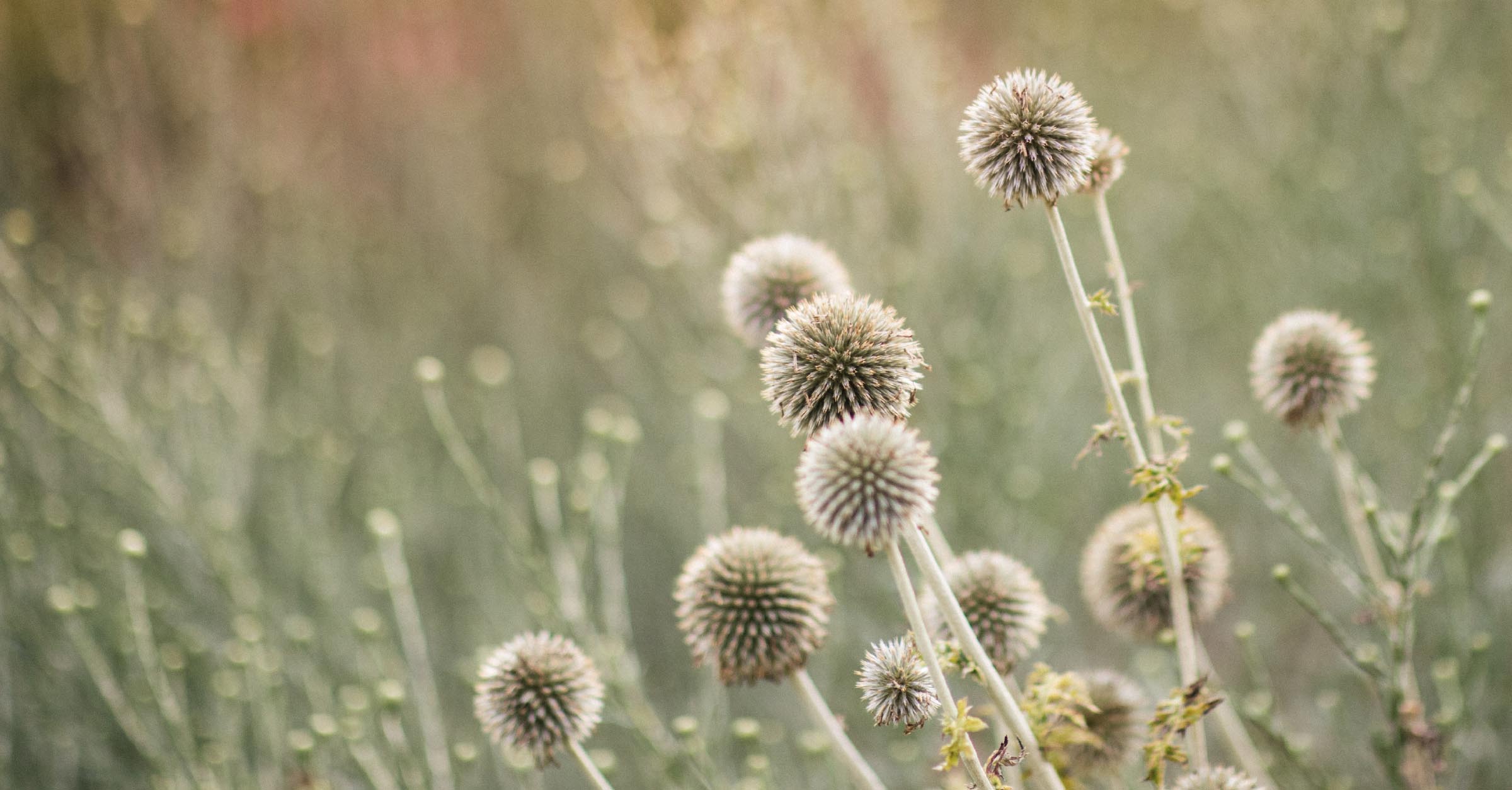 A physic garden for the future - Chelsea Physic Garden
