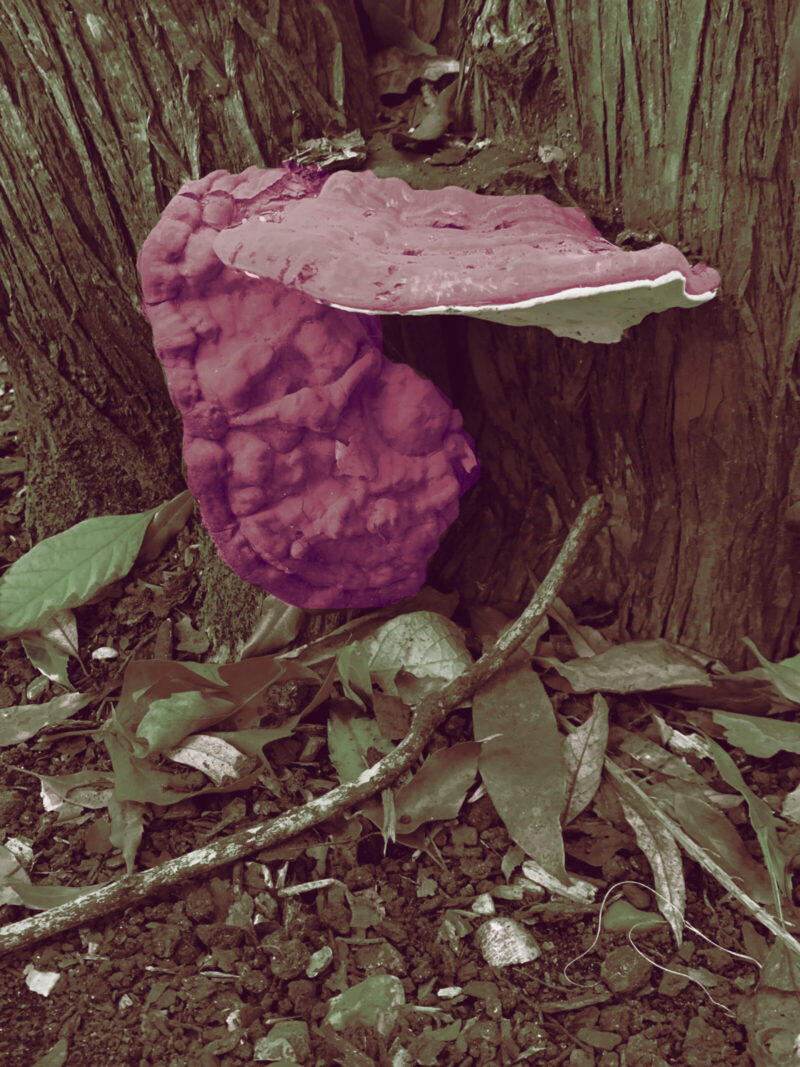 Ganoderma applanatum - Chelsea Physic Garden