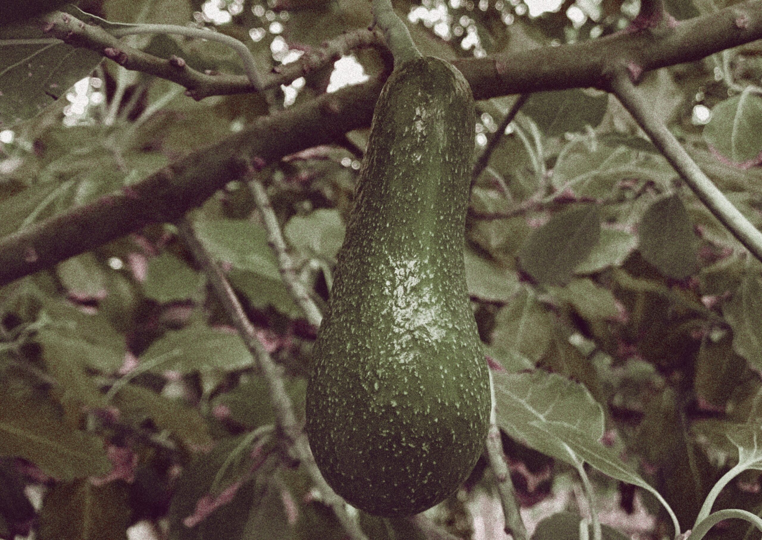 Persea americana - Chelsea Physic Garden