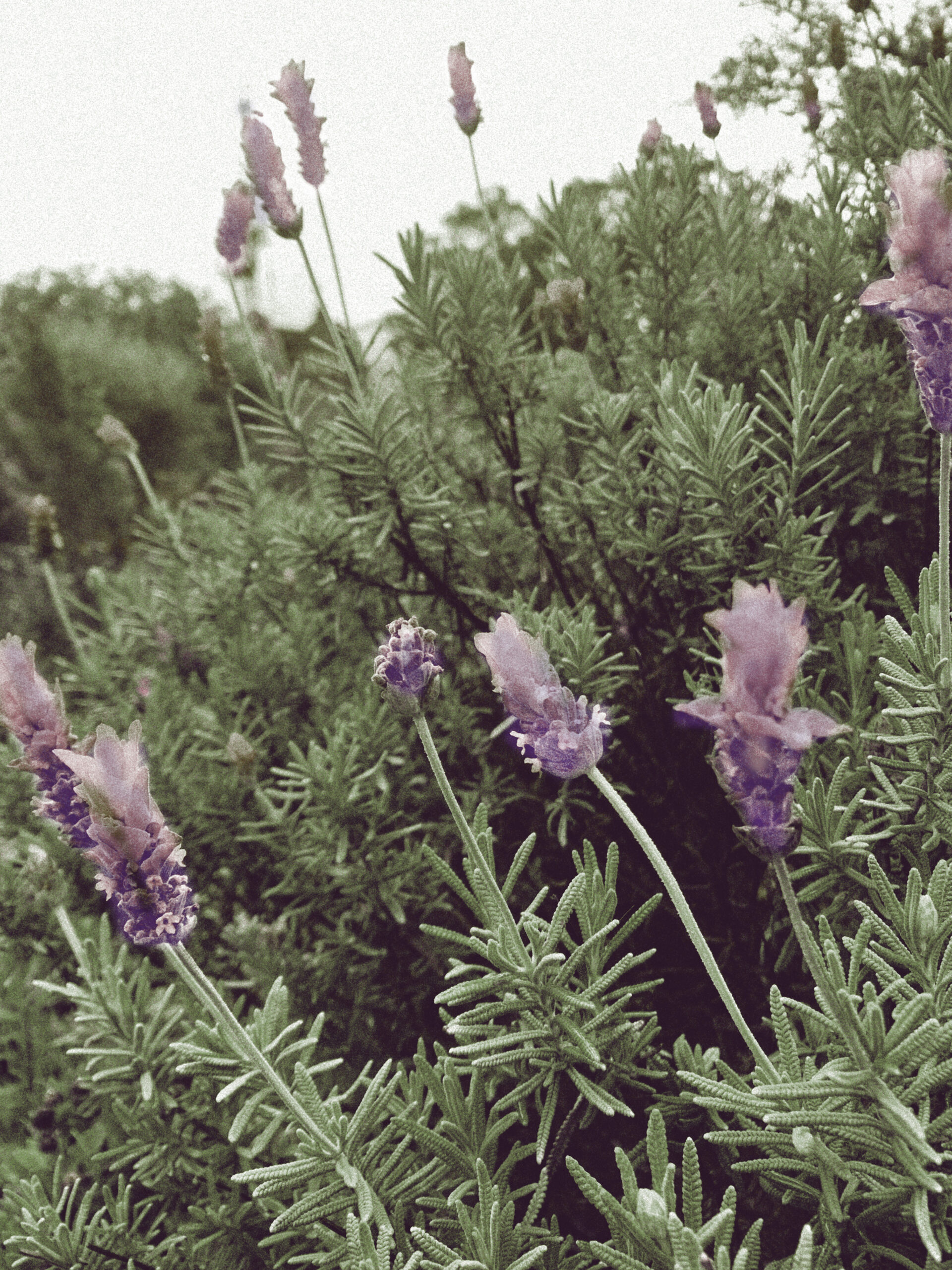 Lavandula dentata - Chelsea Physic Garden