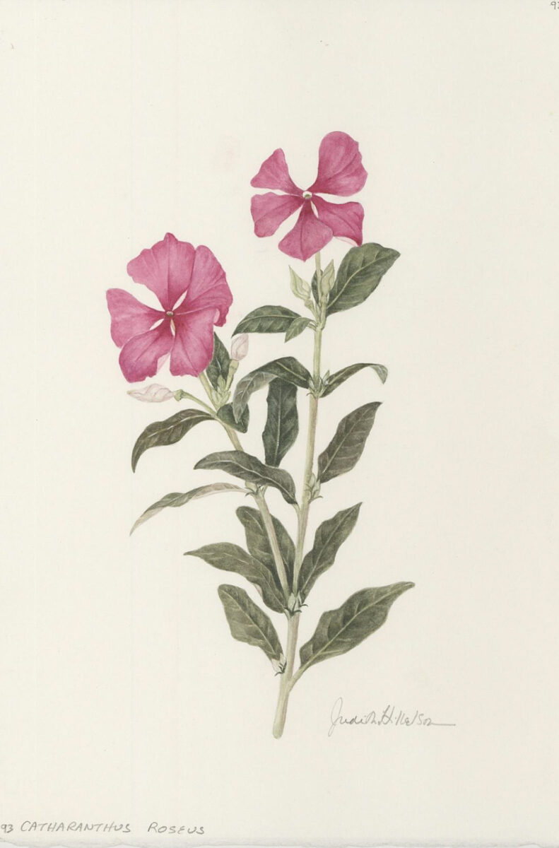 The many lives of a medicinal superstar: delving into the global story ...