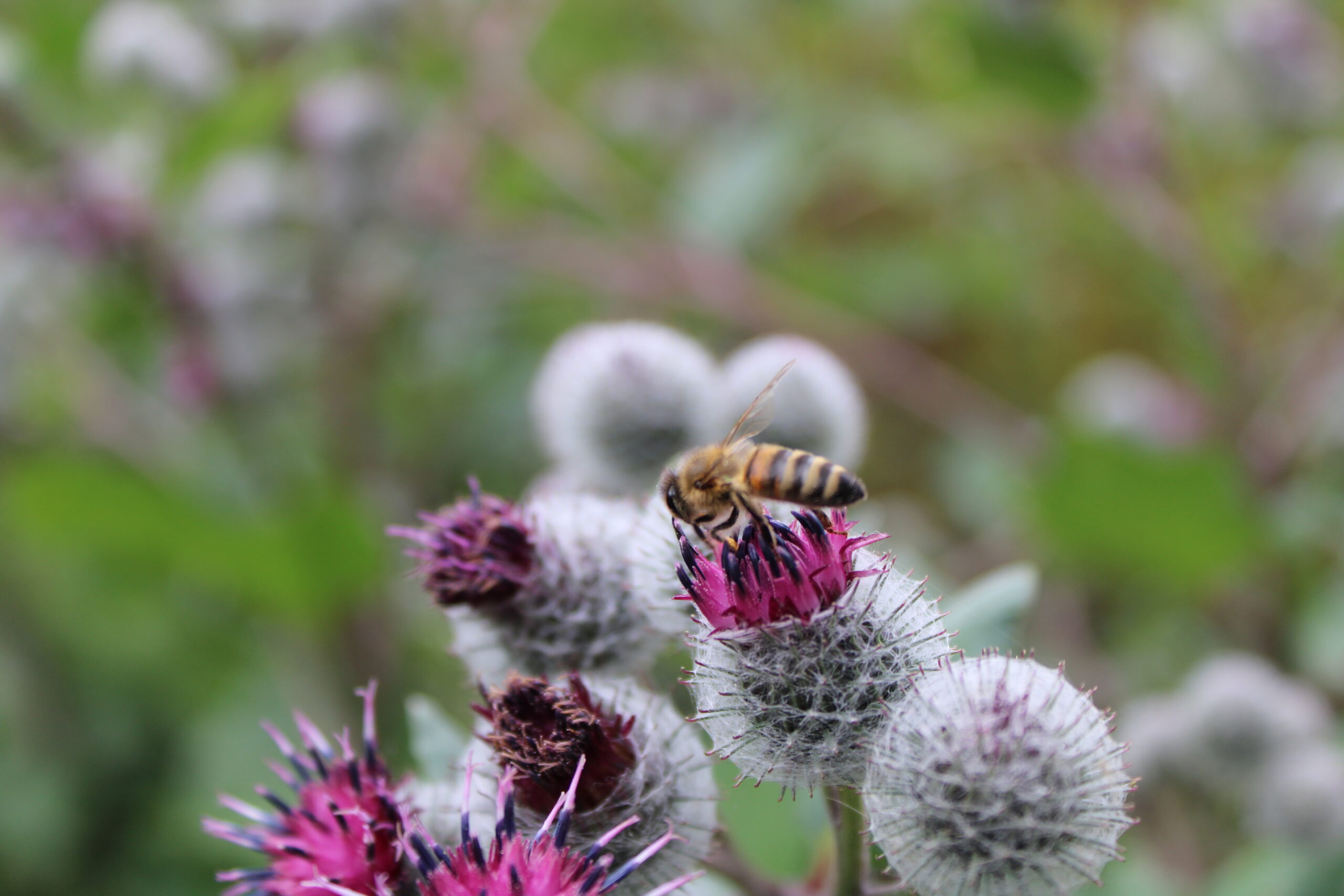 Bees and Other Pollinators - Chelsea Physic Garden