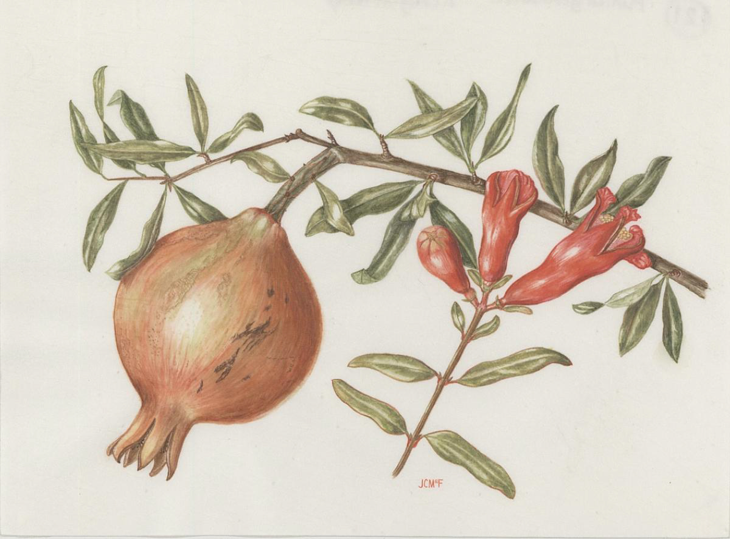 Plants of the Winter Solstice - Chelsea Physic Garden