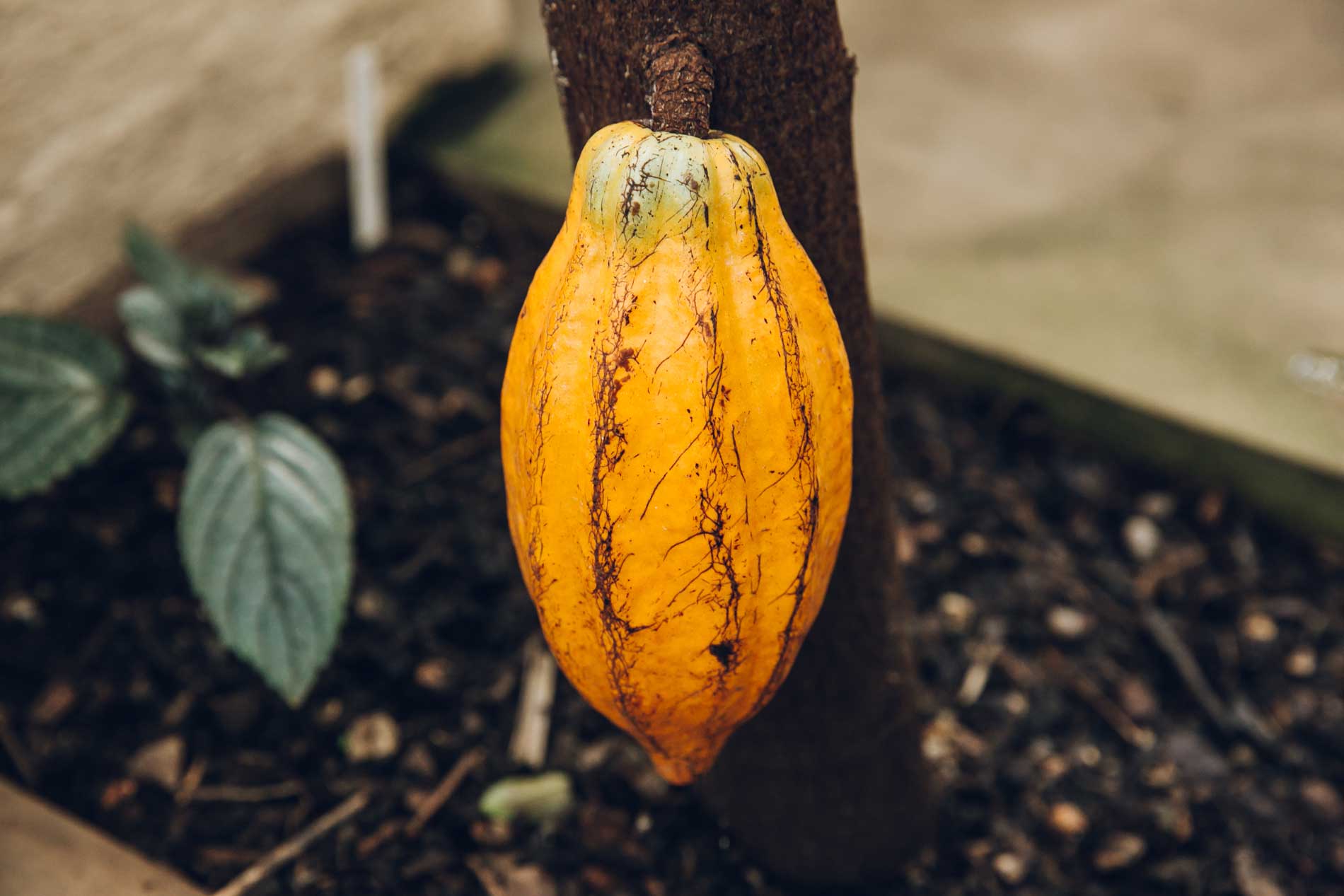 Family Chocolate Making Workshop - Chelsea Physic Garden