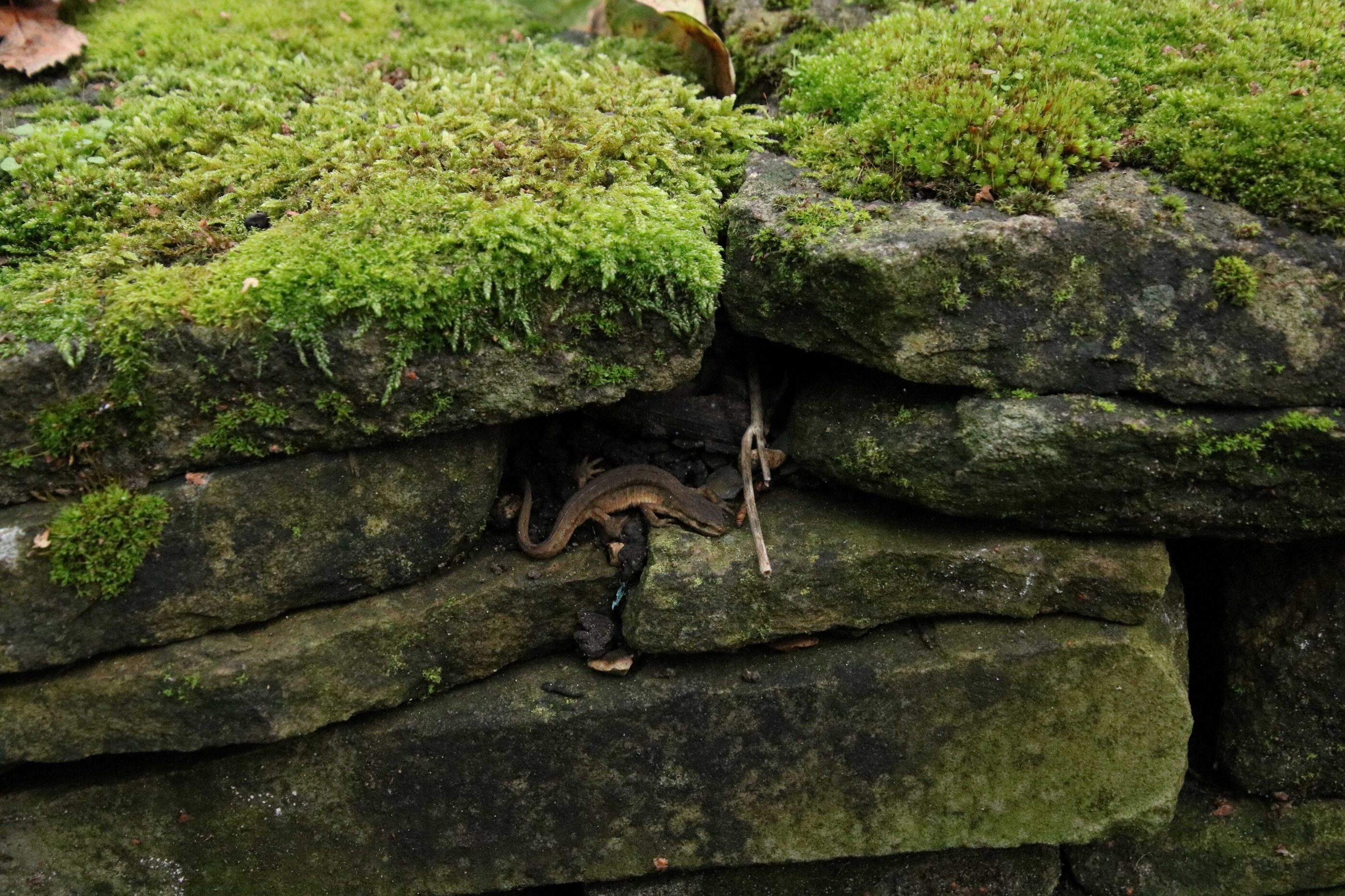 Hidden Nature of Chelsea Physic Garden Tour - Chelsea Physic Garden