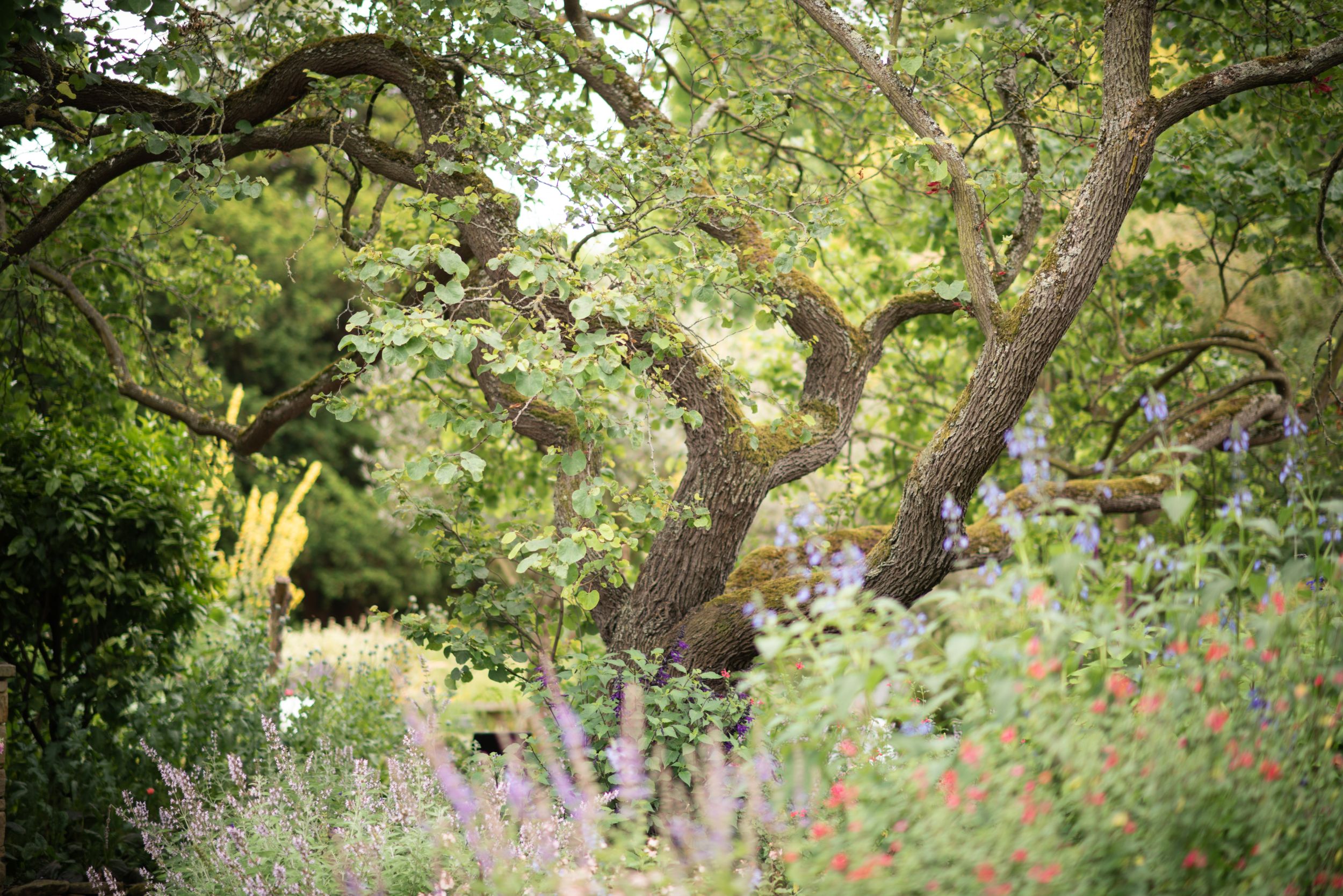 CANCELLED- Medicine Trees Tour - Chelsea Physic Garden