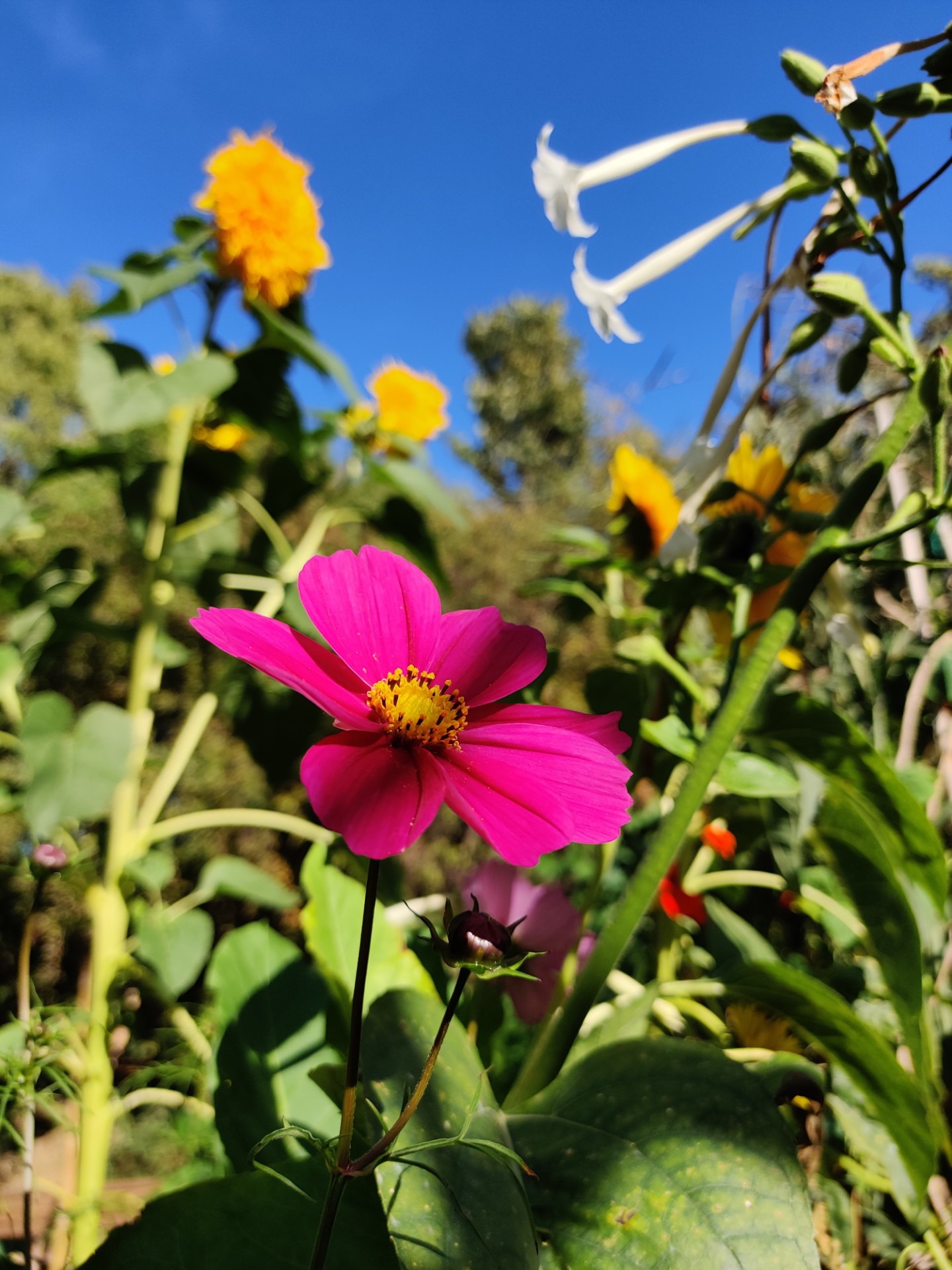 Mapping Queer Desires - Chelsea Physic Garden